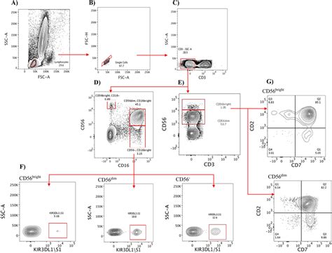 Gating Strategy For Nk Cell Subsets A The Lymphocytes Were First Download Scientific Diagram