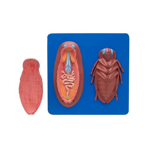 Cockroach Dissected Model Scientific Lab Equipment Manufacturer And Supplier