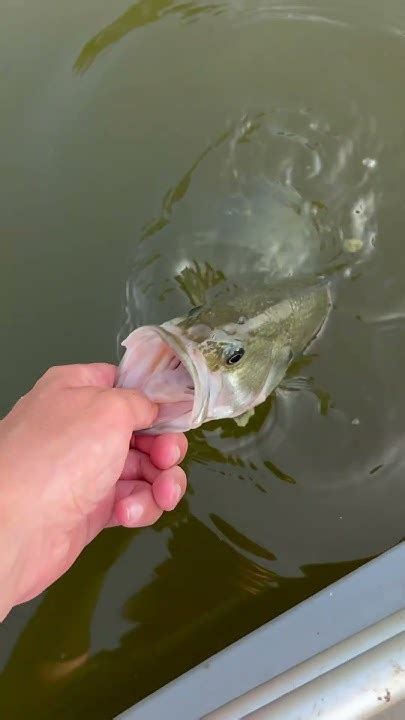 C Rig Never Fails Youtube