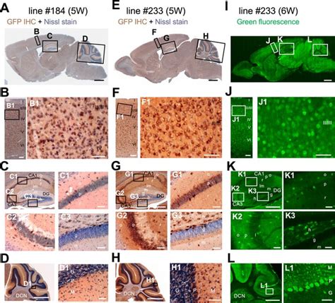 Scn1a Gfp Transgenic Mouse Revealed Nav11 Expression In Neocortical Pyramidal Tract Projection