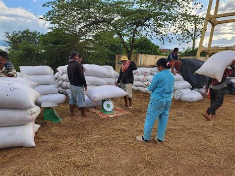 កម្ពុជារកចំណូលបានជាង៧៣៦លានដុល្លារពីការនាំចេញស្រូវនិងអង្ករក្នុងរយៈពេល៥ខែ