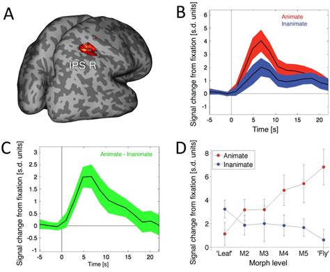 Bold Responses In Right Intraparietal Sulcus Ips R Reflecting 649