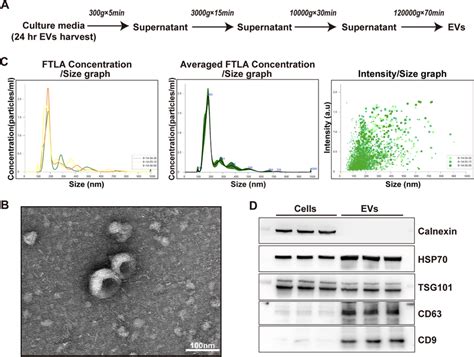 Isolation And Characterization Of ESCMSC EVs A Flowchart For The Download Scientific Diagram