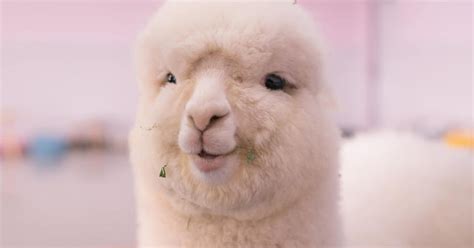 integrating llama 2 with hugging face and langchain🦙