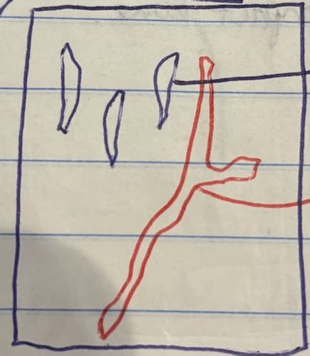 Intramembranous Ossification Flashcards Quizlet