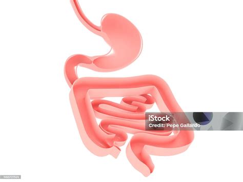 소화 시스템 대장 및 소장의 해부학적 3d 그림 창자에 대한 스톡 사진 및 기타 이미지 창자 결장 식도 Istock