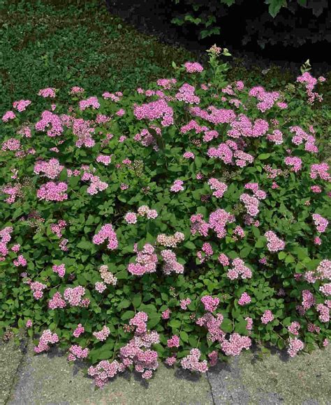 Spiraea Princess Royal Duo Hayloft