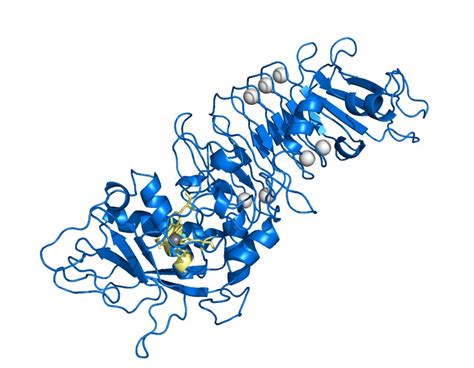 Neutralalkaline Protease Creative Enzymes