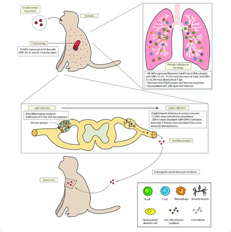 Model Of Simian Varicella Virus Svv Pathogenesis In Rhesus Macaques Download Scientific