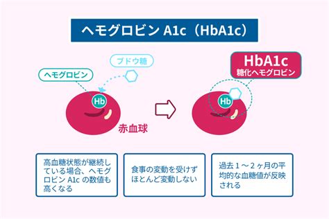 ヘモグロビンa1cが10以上で入院の場合も！上昇の要因や対処法を紹介！