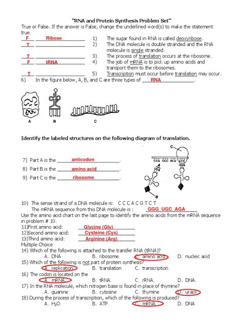 Rna And Protein Synthesis Problems Key Pdf Rna Translation Biology