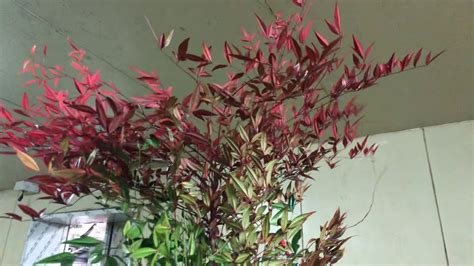 인터넷꽃도매시장 남천소재 남천 나무소재 인터넷화훼공판장 생화 꽃도매 김해꽃 부산꽃 양재꽃시장 꽃시장 꽃쇼핑몰 Youtube