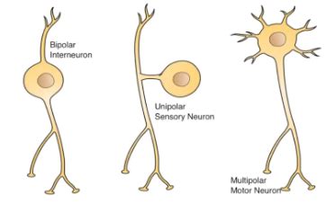 NS Structure Flashcards Quizlet