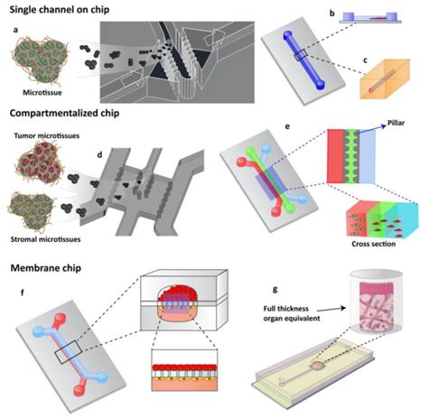 Organ On Chip Technology To Model Cancer Growth And Metastasis Pmc