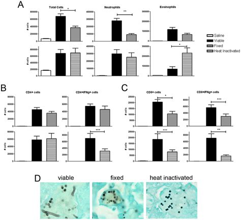 Airway Recruitment Of Ifn C Producing Cd8 T Cells Is Decreased In