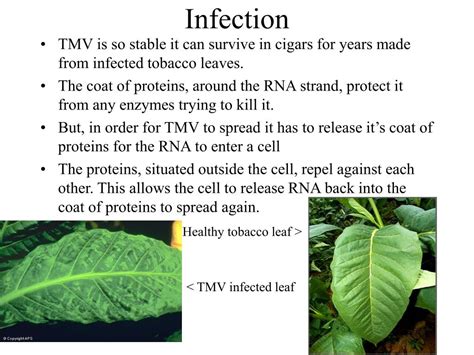 Ppt Tobacco Mosaic Virus Tmv Powerpoint Presentation Free Download