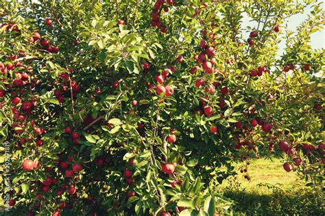 Apple Trees In A Autumn Orchard Beautiful Blue Sky Apple Tree With