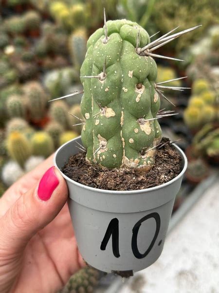 10.Eulychnia castanea 'Varispiralis' | Promotions Mutants \ Eulychnia ...