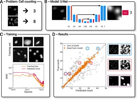 a u net to count cells in a fluorescence image a two slices from the