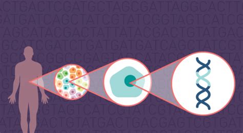 Gnomad Using Large Genomic Data Sets To Interpret Human Genetic Variation Broad Institute