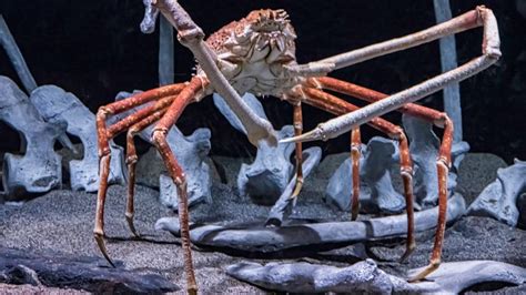 Japanese Spider Crab Macrocheira Kaempferi Our Wild World Great
