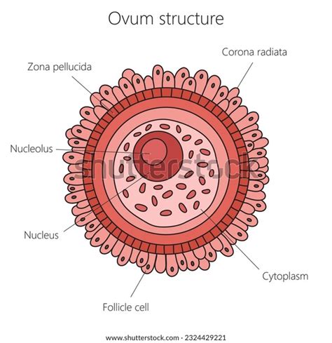 1 Bryophyte Diagram Stock Vectors And Vector Art Shutterstock