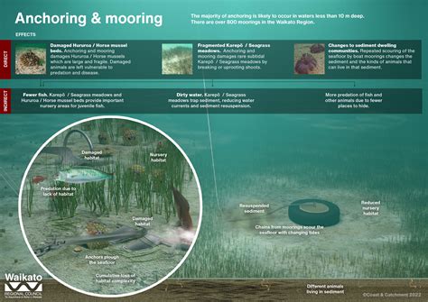 Graphics From The Impacts Of Seabed Disturbance In The Waikato Region Shaun Lee