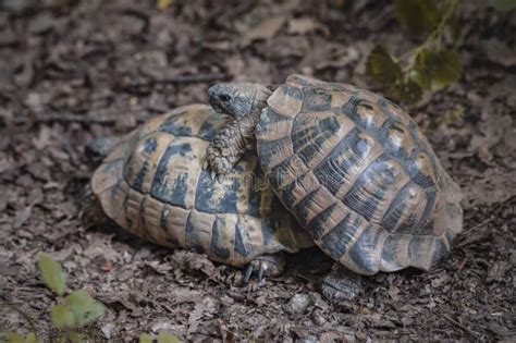 Forest Turtles Have Sex In Natural Environment Stock Photo Image Of