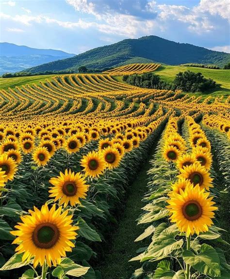 Borna Andishan On Linkedin این یک تصویر زیبا از یک مزرعه گل آفتابگردان