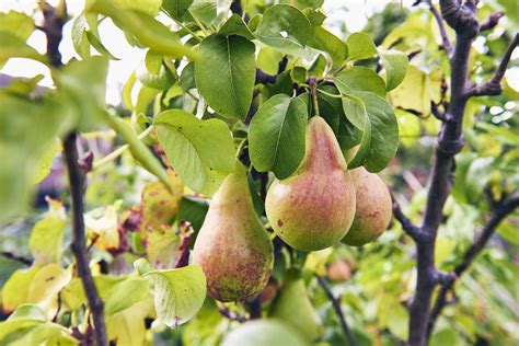 12 Types Of Pear Trees To Grow In Your Yard