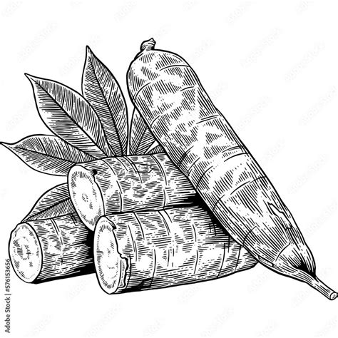 Hand Drawn Cassava Sketch Illustration Stock Vector Adobe Stock