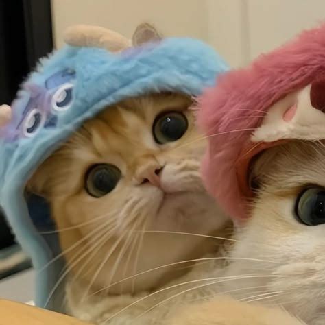 Matching Cat Pfps Couple