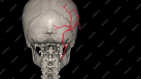 Premium Photo The Occipital Artery Is A Branch Of The External Carotid Artery That Provides