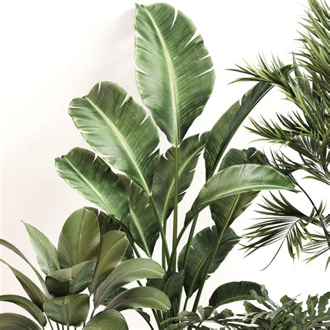 Indoor Plant Set 0156 3d Model By Mojdeh Feyzi