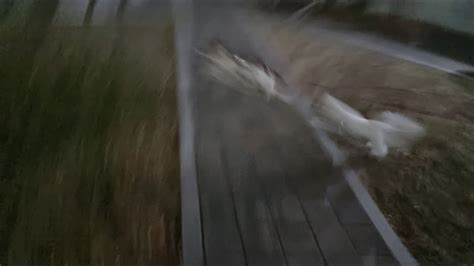 밤 산책 중 친구를 만난 차뭉차 Youtube