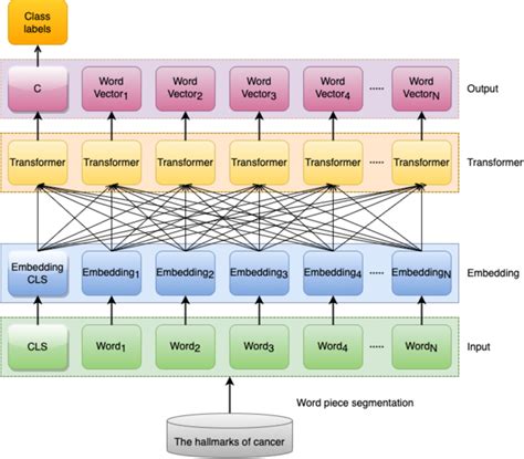 the framework of the bert model in the hallmark classification task [32