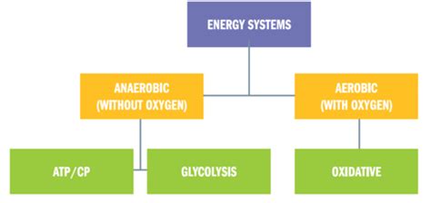 Issa Ch 6 Energy And Metabolism Flashcards Quizlet