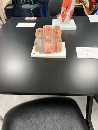 Bio 253 Lab Practical 2 Flashcards Quizlet