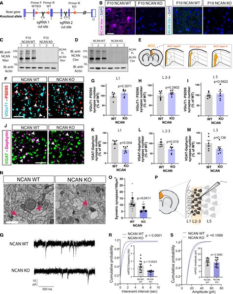 astrocyte secreted neurocan controls inhibitory synapse formation and