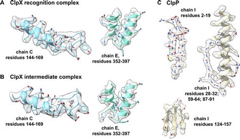 Figures And Data In Structural Basis Of Clpxp Recognition And Unfolding Of Ssra Tagged