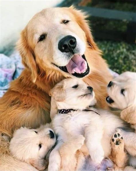 גולדן רטריבר גורים ובוגרים בישראל🐕‍🦺🐕🦮 Facebook