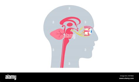 Illustration Of The Motor Nerves Of The Eye Including The Abducens