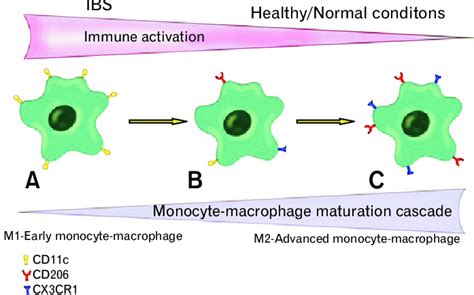Schematic Representation Of The Proposed Maturation Cascade Of Download Scientific Diagram