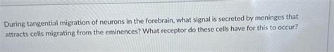 Solved During Tangential Migration Of Neurons In The