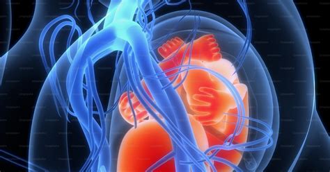 자궁 해부학에서 인간 태아 아기의 3d 일러스트레이션 개념 사진 Unsplash의 신체 부위 이미지