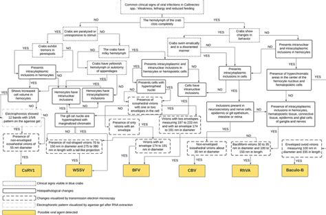 Flowchart Developed In The Present Study To Aid In The Detection Of Download Scientific Diagram