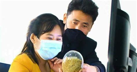 벼 품종 개량 힘 쏟는 북한…농사 기본은 종자