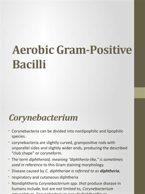 Aerobic Gram Positive Bacilli Pdf Bacillus Bacteria