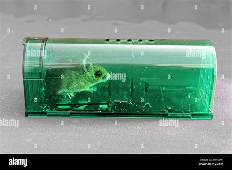 A Common Wood Mouse Apodemus Sylvaticus Caught In A Humane Mousetrap