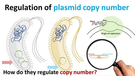 Origin Of Replication Plasmid